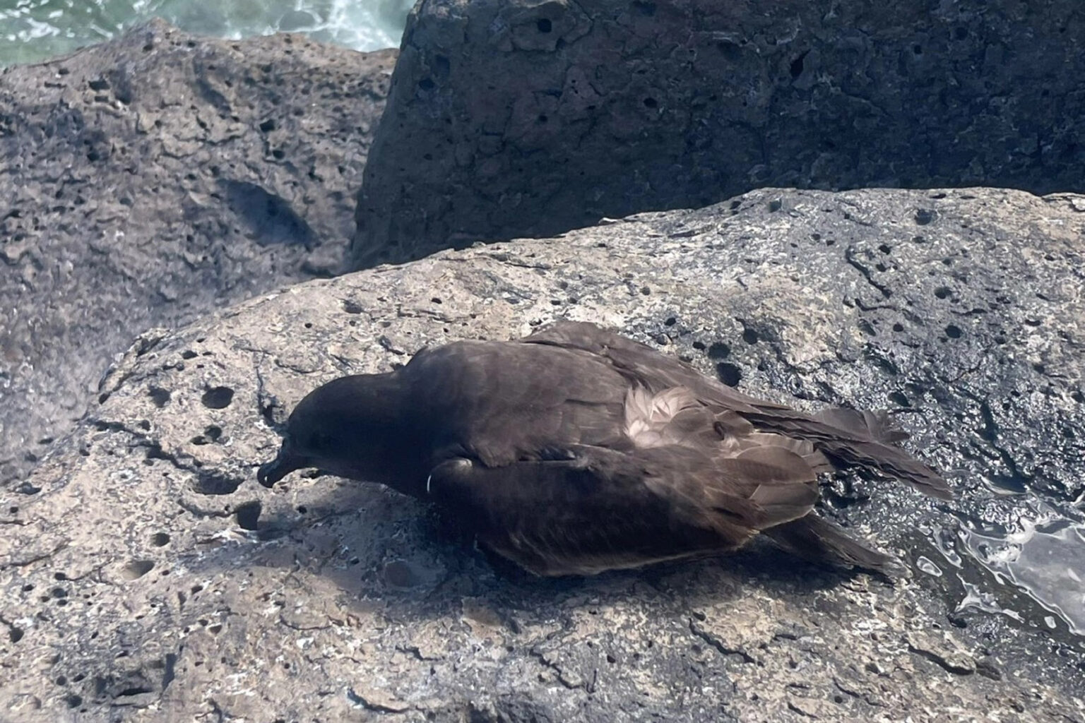 El área de biodiversidad del Cabildo libera un ejemplar rescatado de ...